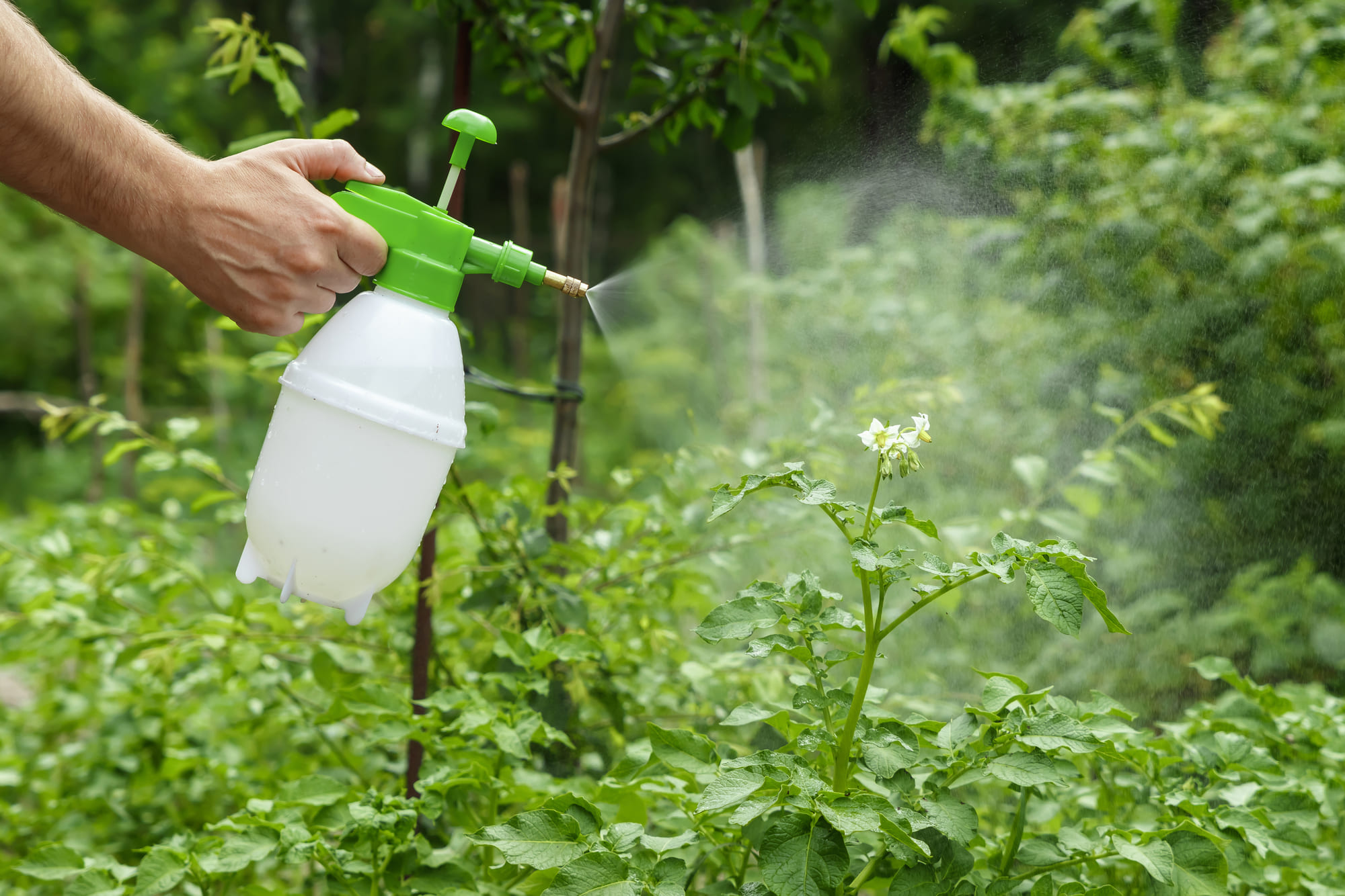 Mosquito Fogging & Pest Control Singapore | EcoSpace Pest